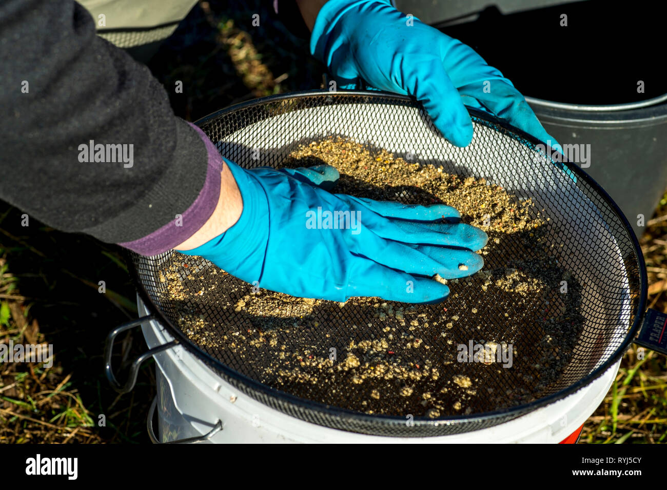 Angler gloves sifts the bait through the sieve into the bucket. The ...