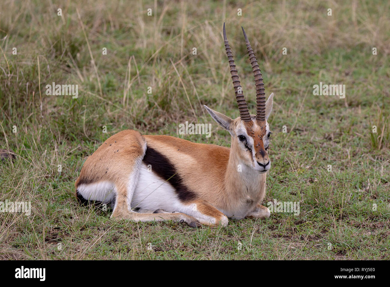 African thomson gazelle hi-res stock photography and images - Alamy
