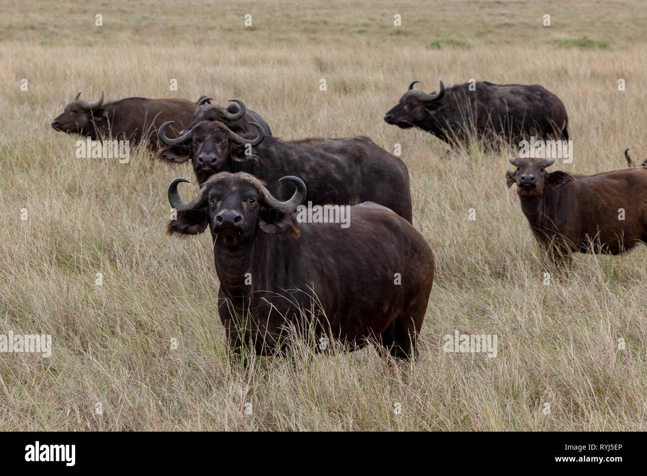 Cape Buffalo, Kenya Africa Stock Photo - Alamy