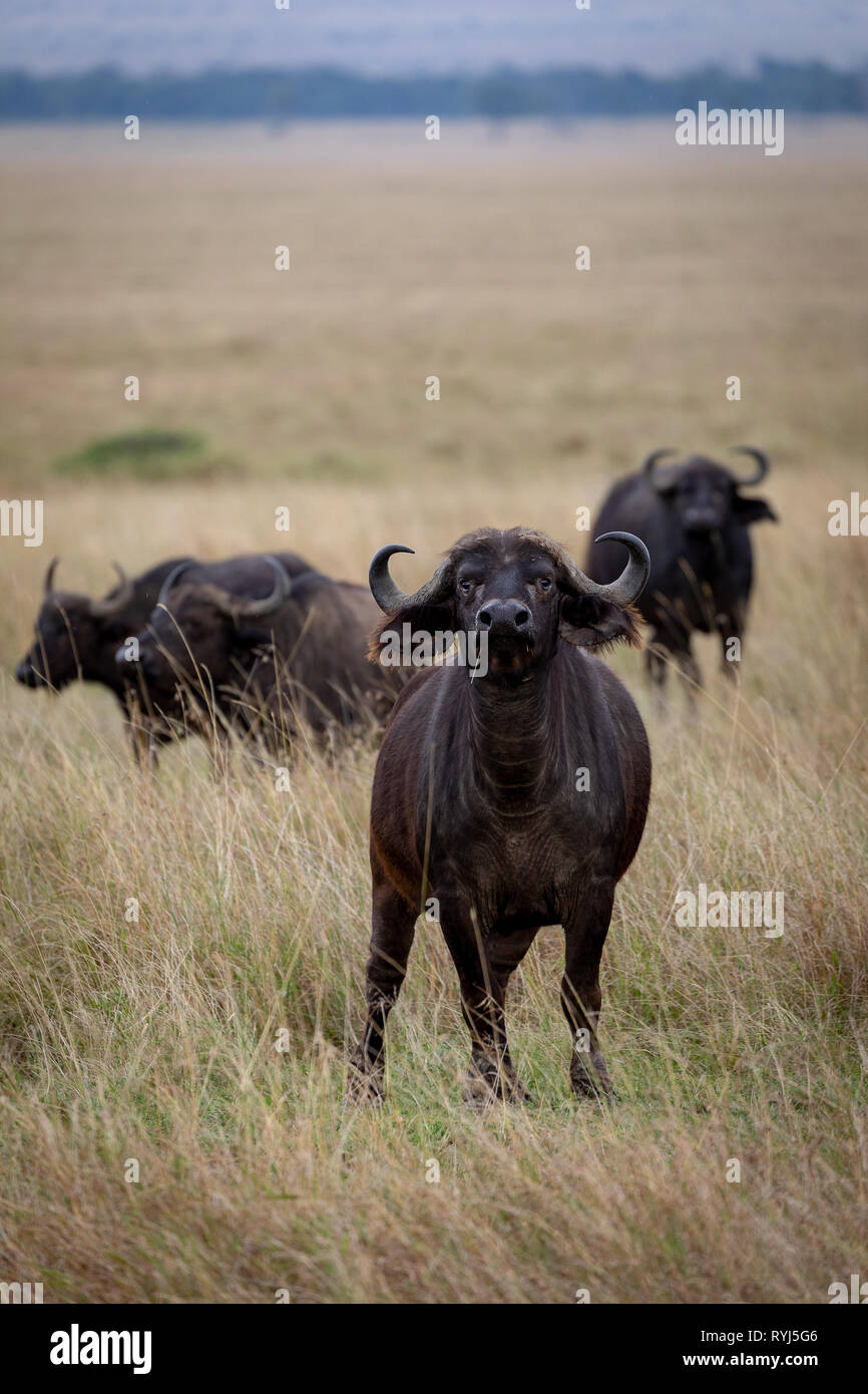 Cape Buffalo, Kenya Africa Stock Photo - Alamy