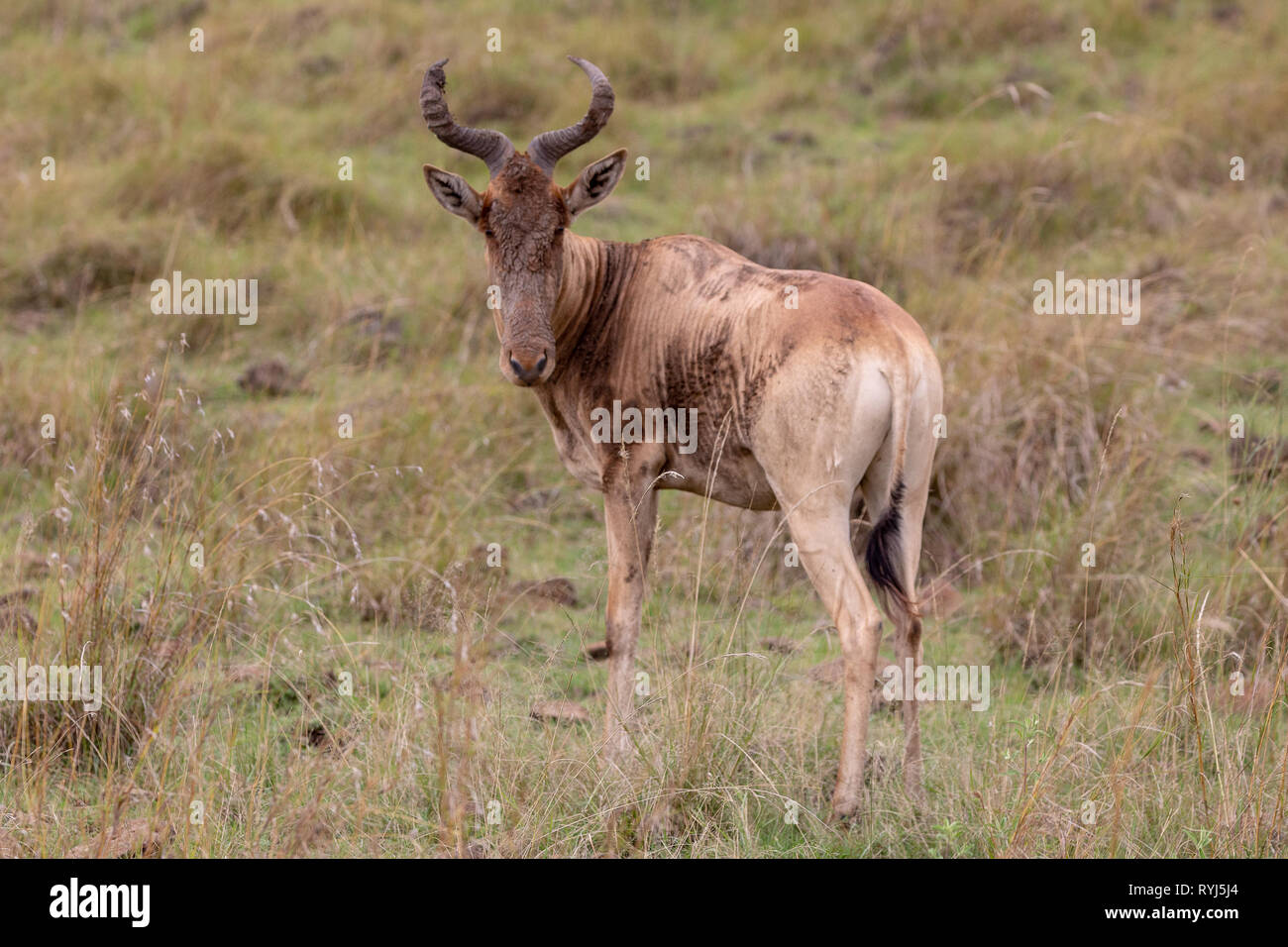 African topi hi-res stock photography and images - Alamy
