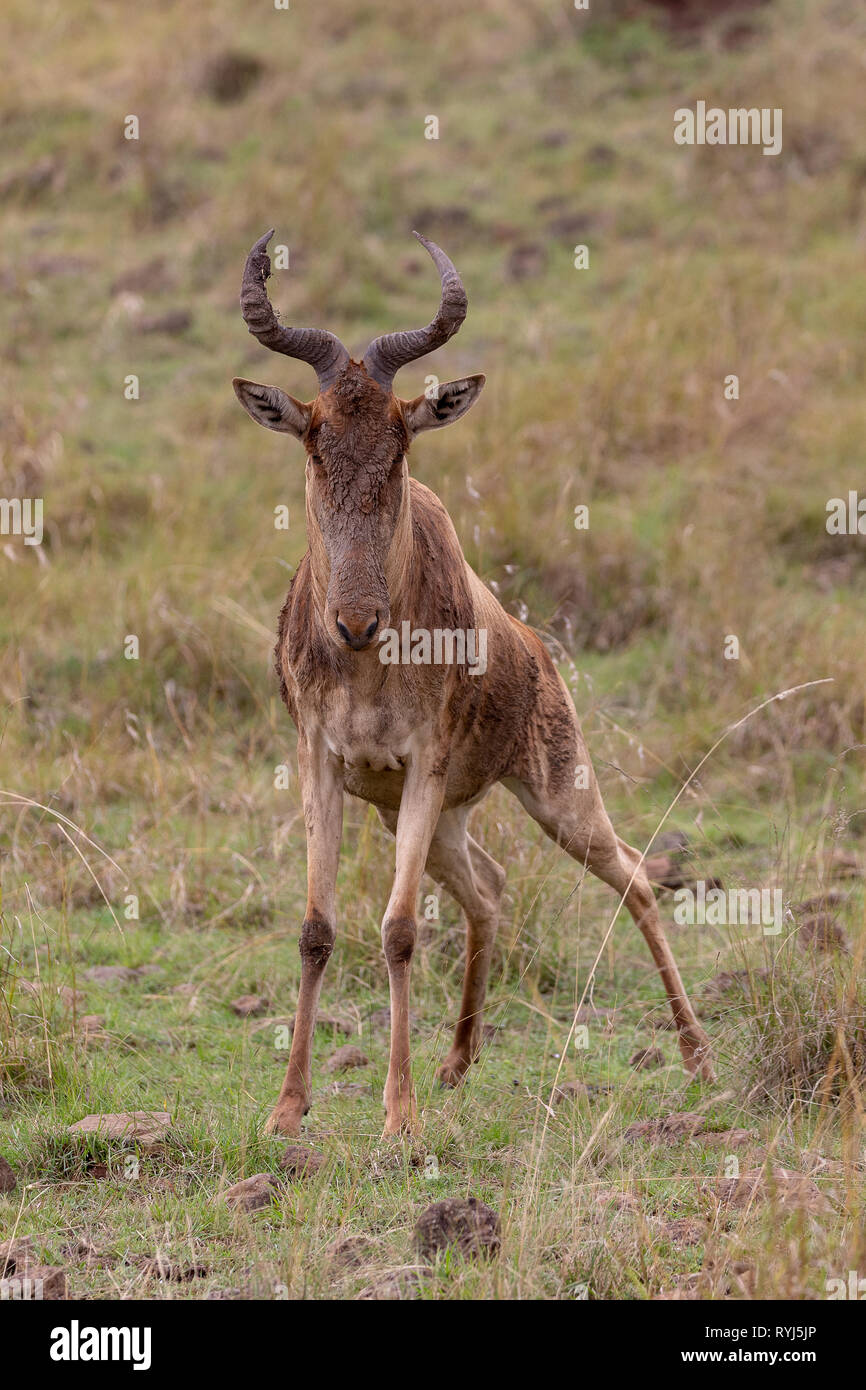African topi hi-res stock photography and images - Alamy