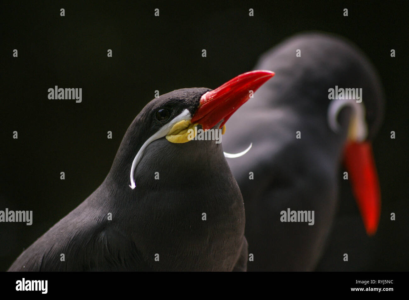 Inca tern birds on a black background Stock Photo - Alamy