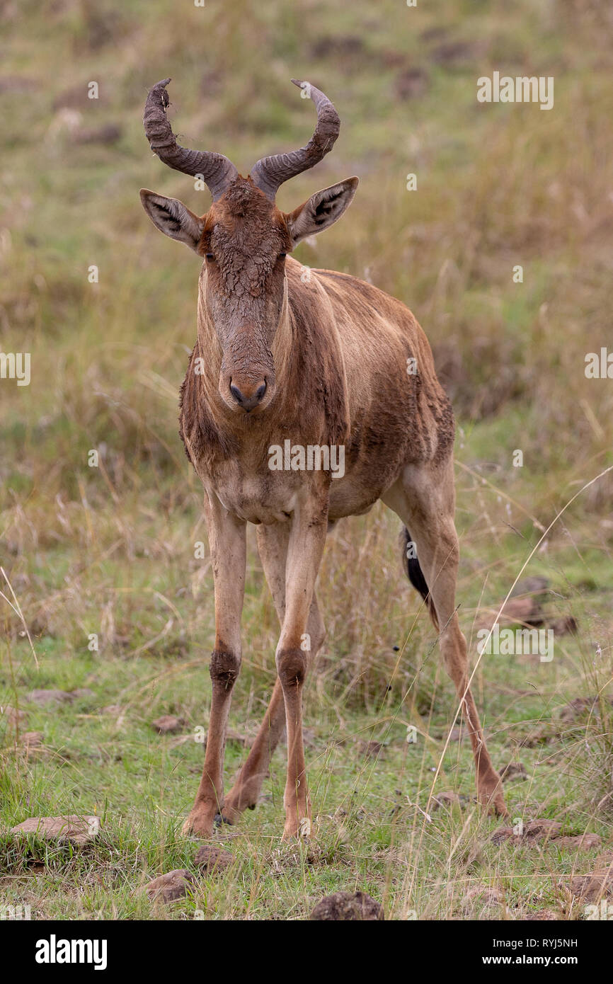 African topi hi-res stock photography and images - Alamy
