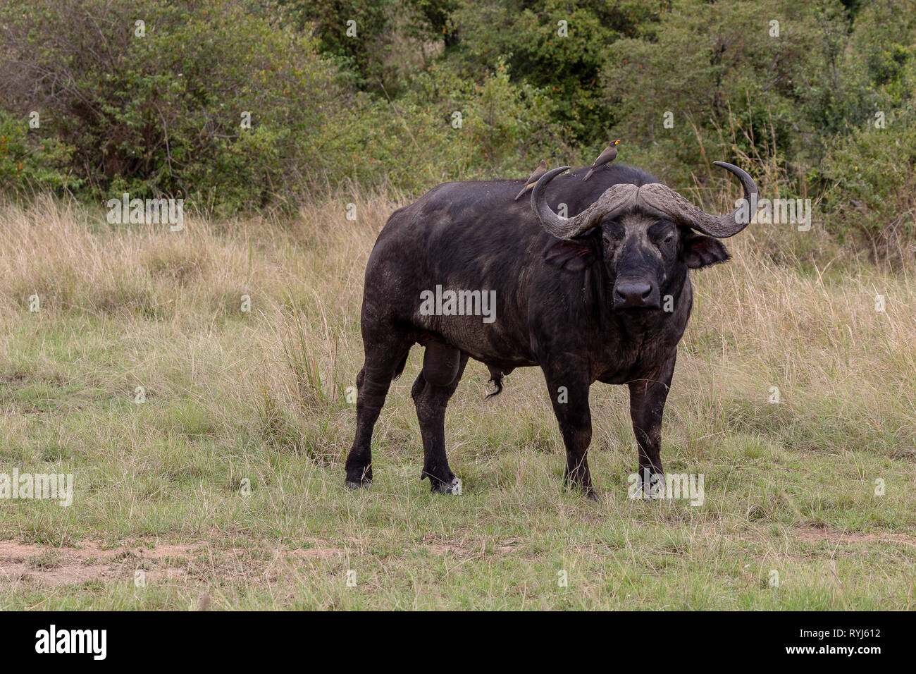 Cape buffalo aggressive hi-res stock photography and images - Alamy