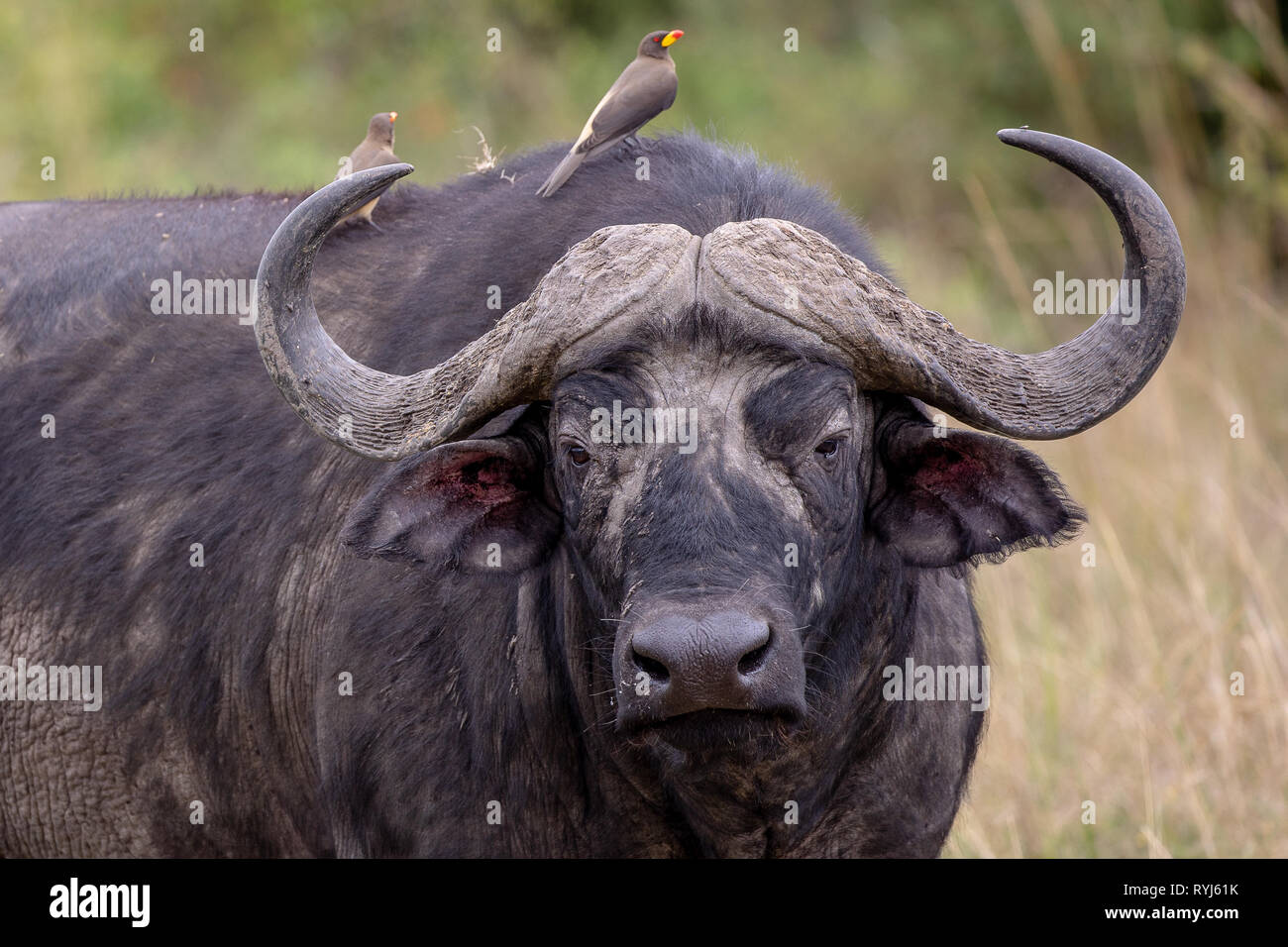 Cape Buffalo, Kenya Africa Stock Photo - Alamy