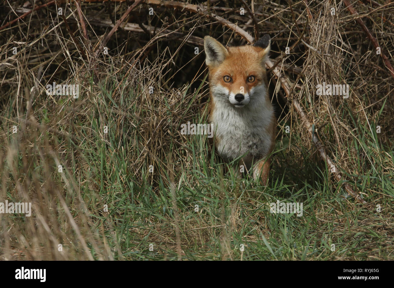 A magnificent Red Fox (Vulpes vulpes) hunting for food at the edge of ...