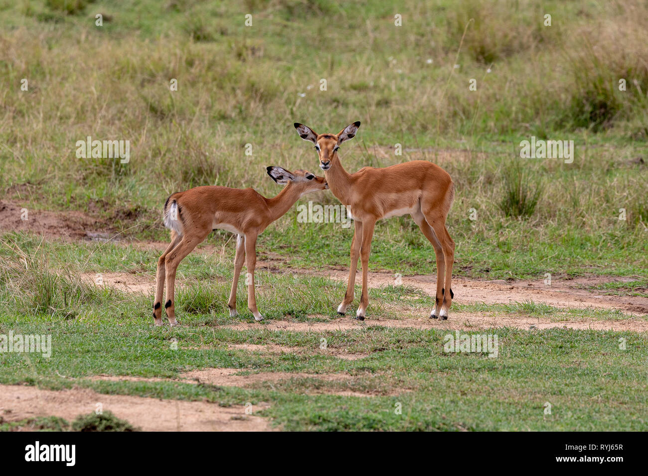 Steinbok hi-res stock photography and images - Alamy
