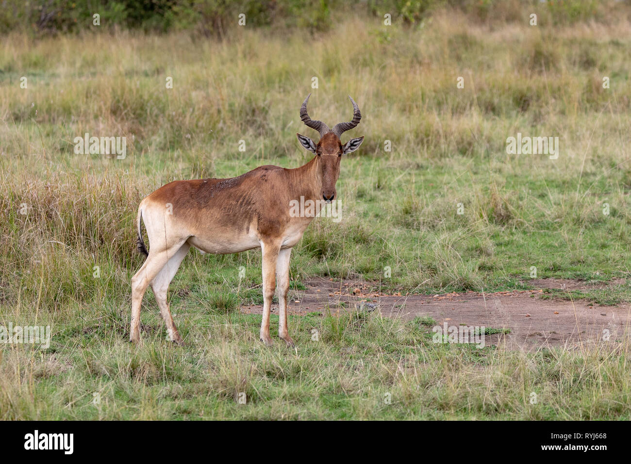 African topi hi-res stock photography and images - Alamy