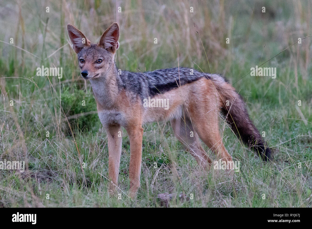 Black-backed Jackal, Kenya Africa Stock Photo - Alamy