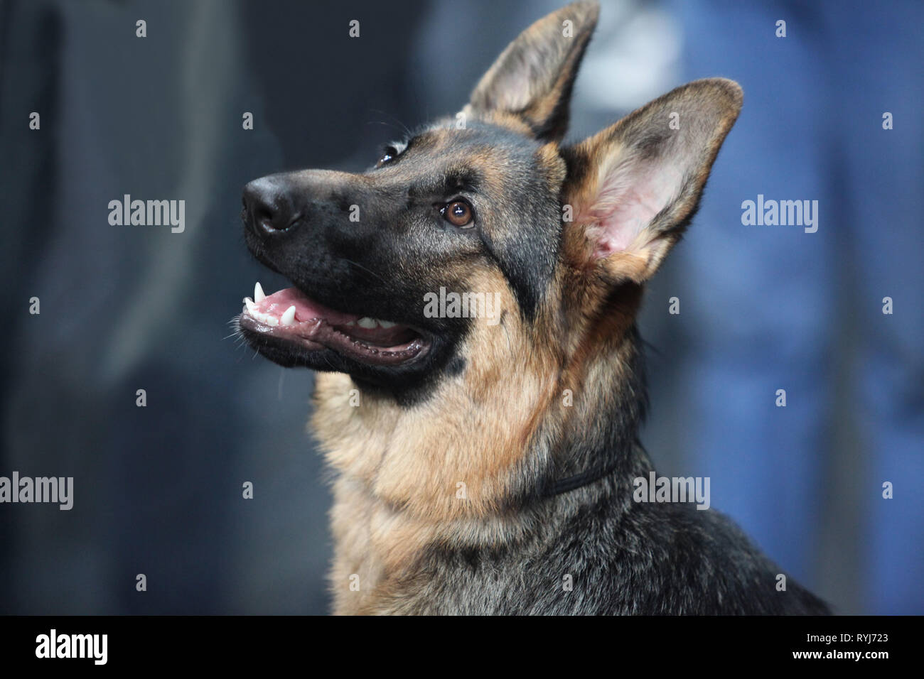 a portrait of German Shepherd Dog Stock Photo - Alamy