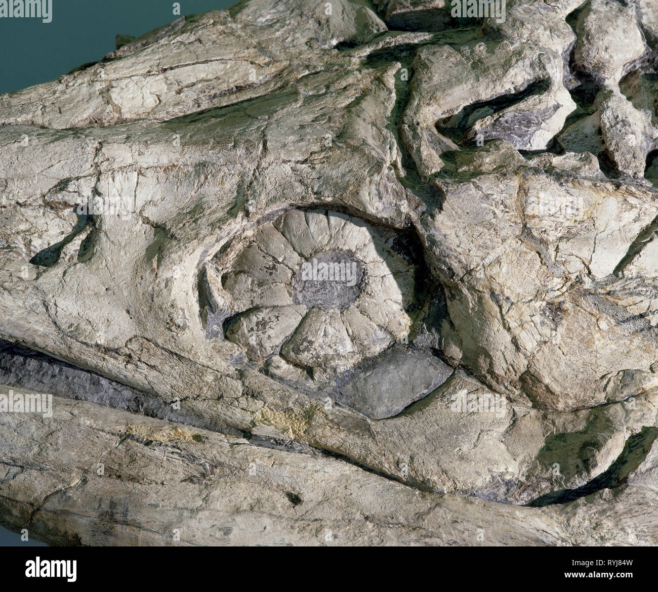 Prehistoric fish hi-res stock photography and images - Alamy