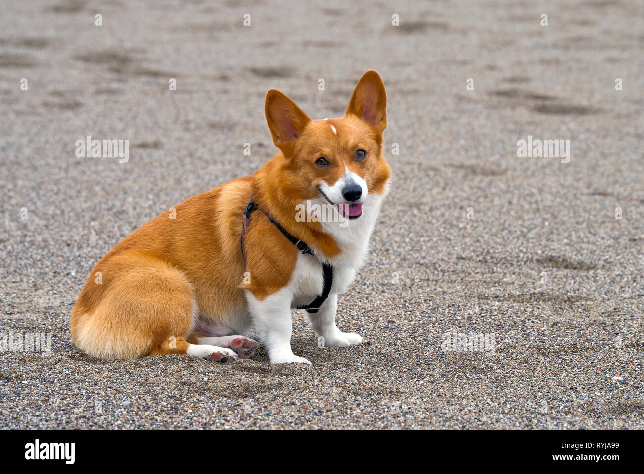 Corgi at the beach Stock Photo - Alamy