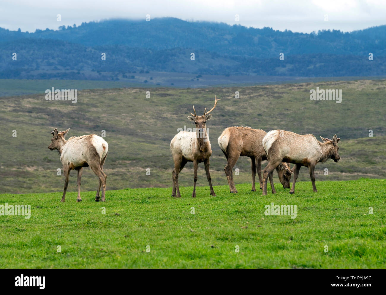 Deer at Point Reyes Stock Photo - Alamy