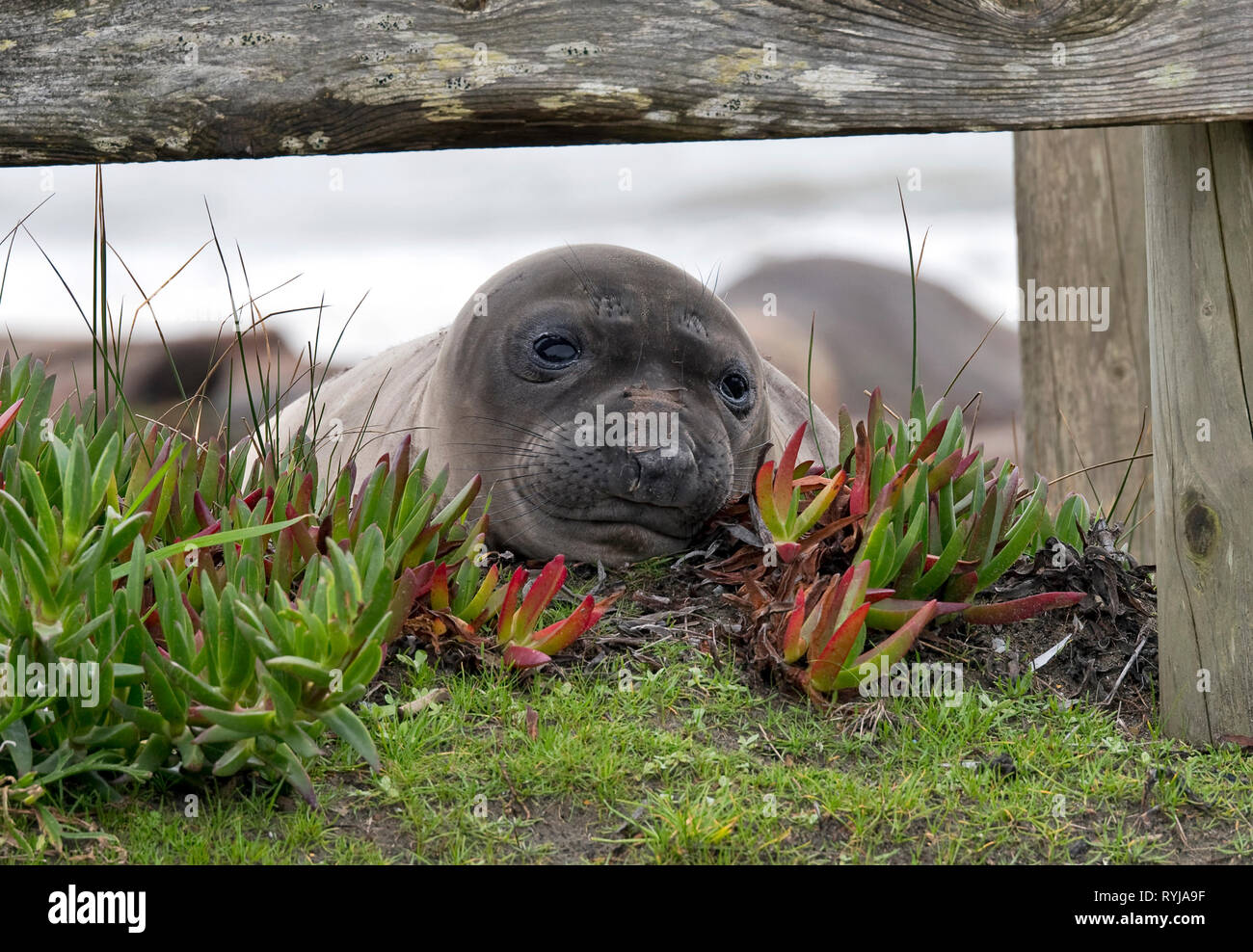 Elephant seal pup at Drakes Beach, Point Reyes Stock Photo - Alamy
