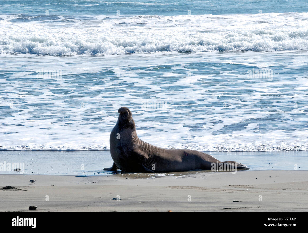Elephant Seal at Drakes Beach, Point Reyes Stock Photo - Alamy
