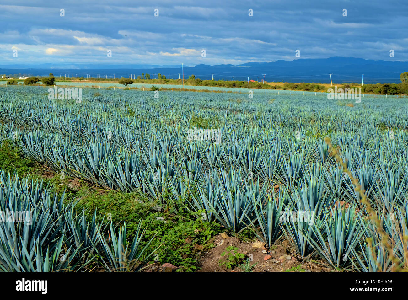 Field with rows of agave cactus or maguey plants near Arandas, Jalisco ...