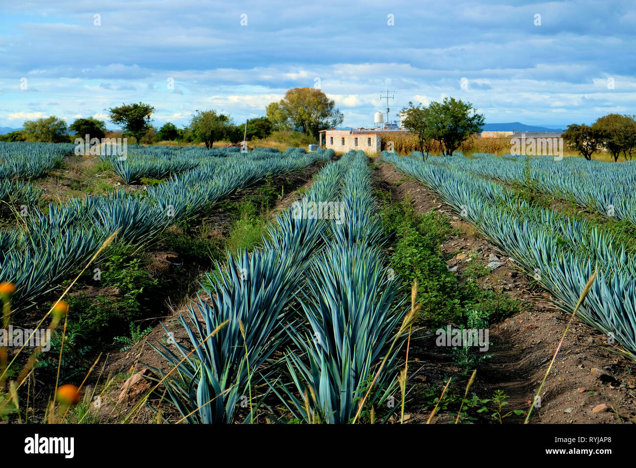 Field with rows of agave cactus or maguey plants near Arandas, Jalisco ...