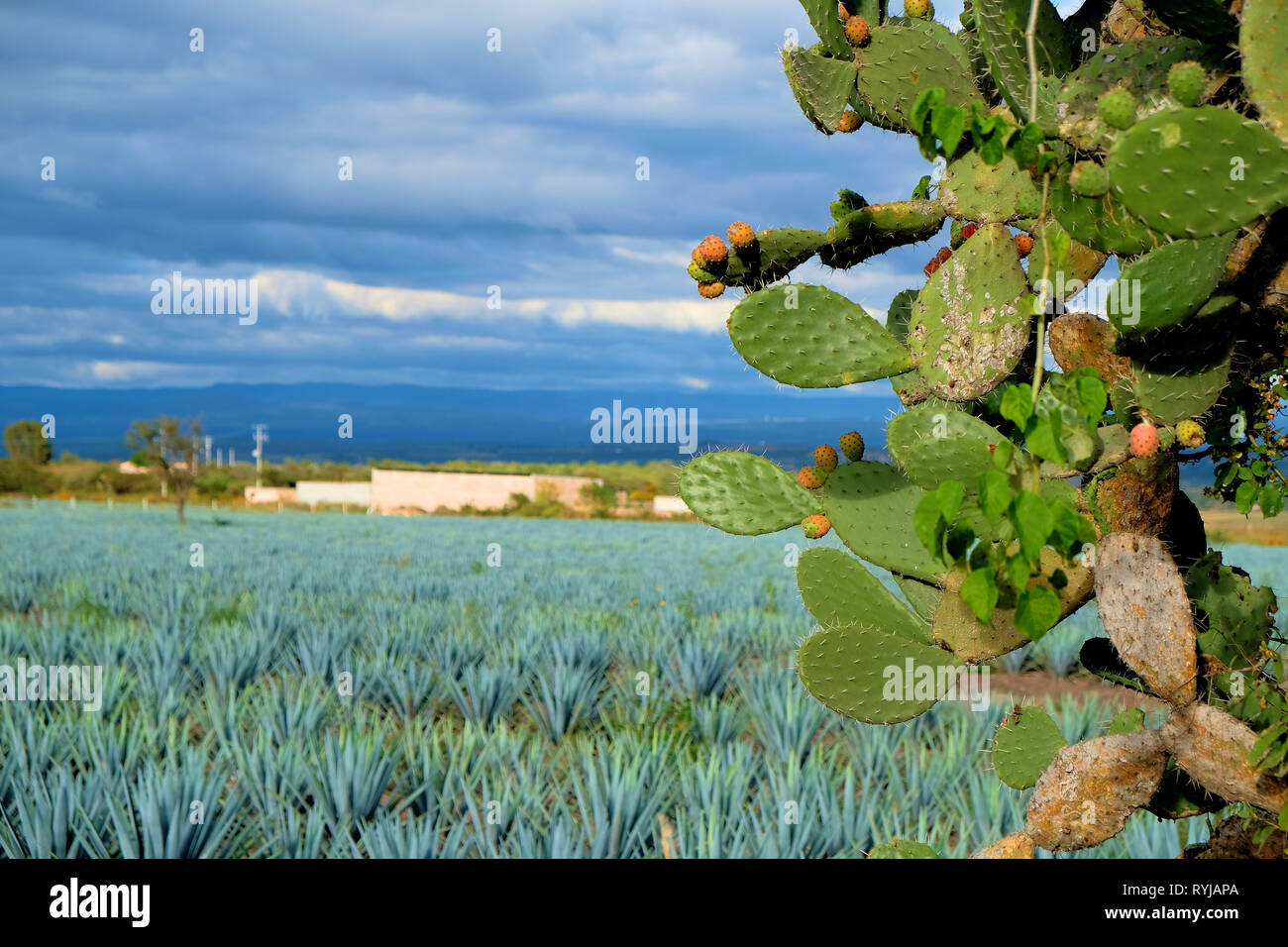 Field of agave cactus or maguey near Arandas, Jalisco, Mexico on a ...