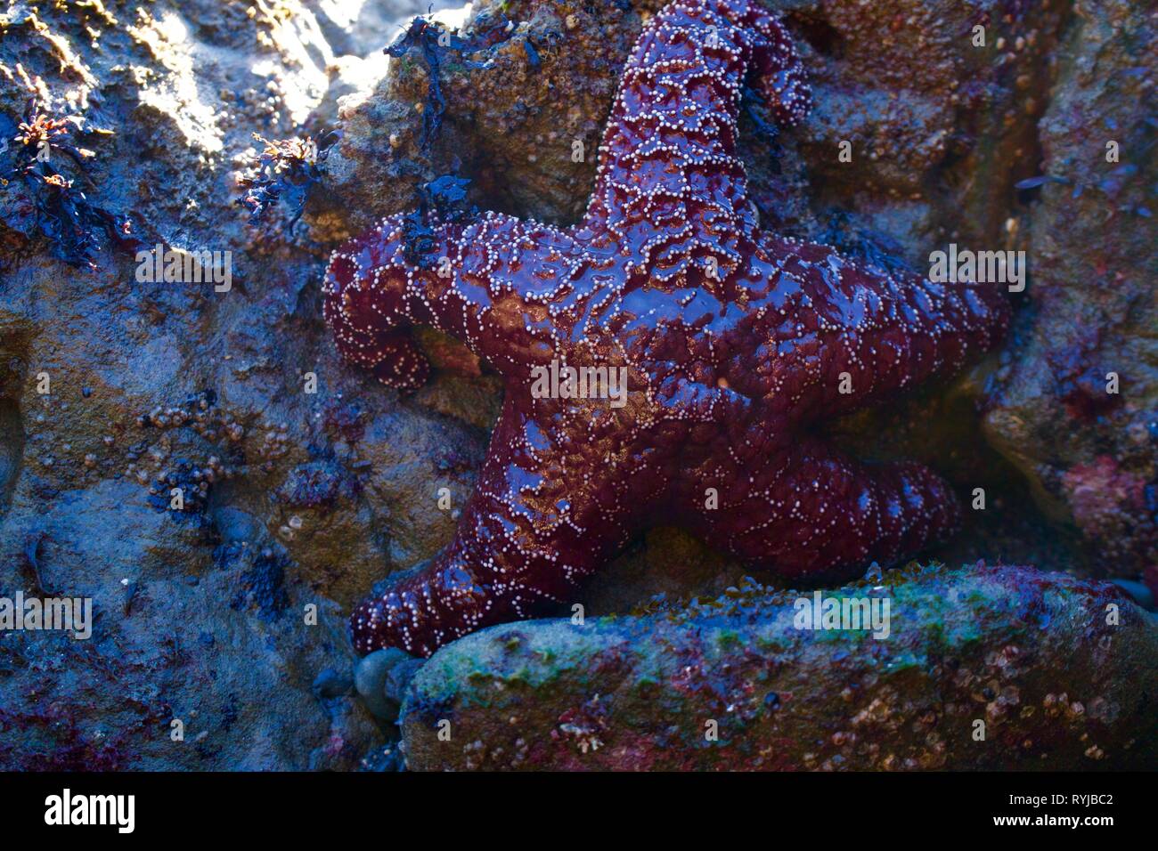 Fish red tide hi-res stock photography and images - Alamy