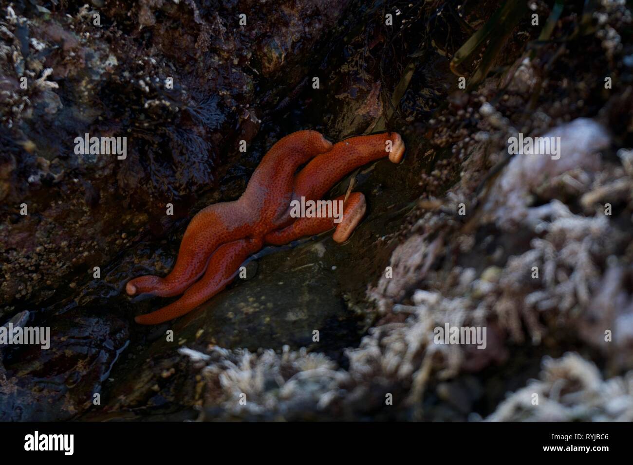 Rock pool fish hi-res stock photography and images - Alamy