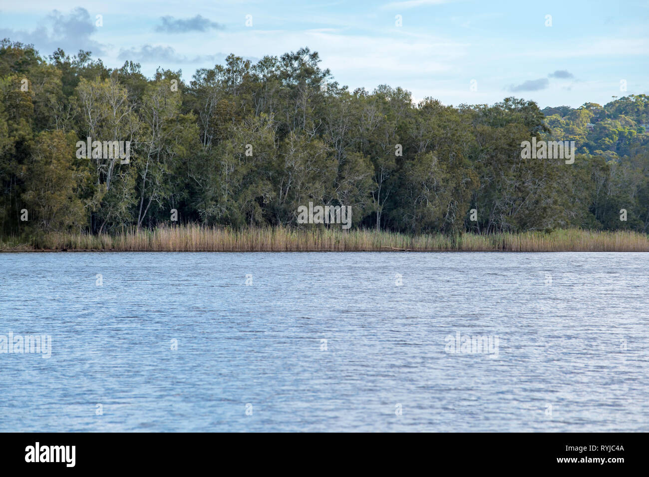 The south western shore of Narrabeen Lagoon on the northern beaches of ...