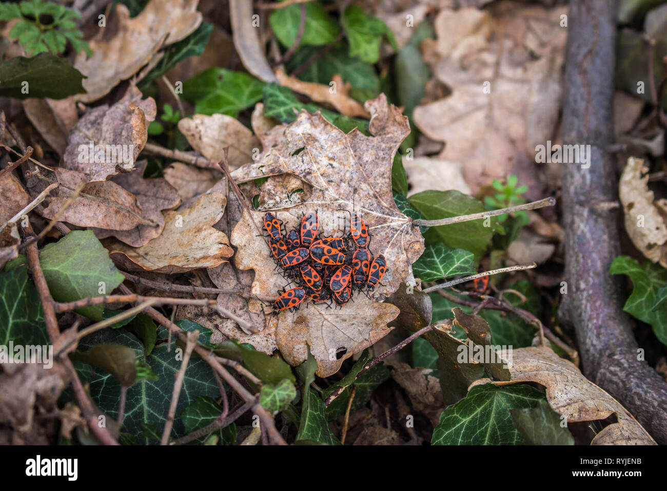 Group of the fire bug / Pyrrhocoris apterus on the the fallen leaves in ...