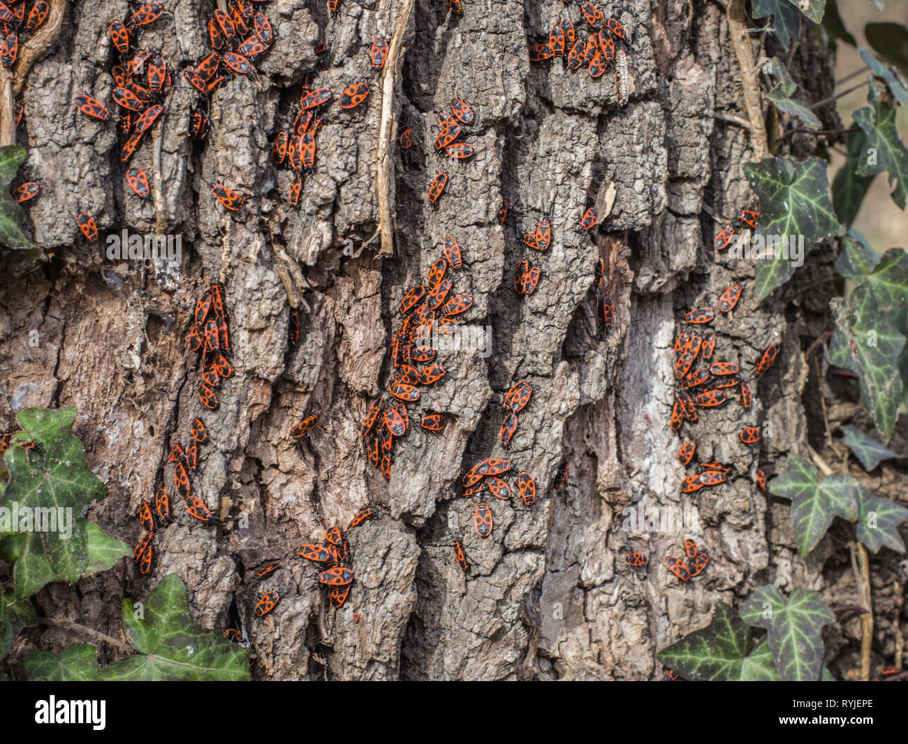 Group of the fire bug / Pyrrhocoris apterus on the bark of the tree ...