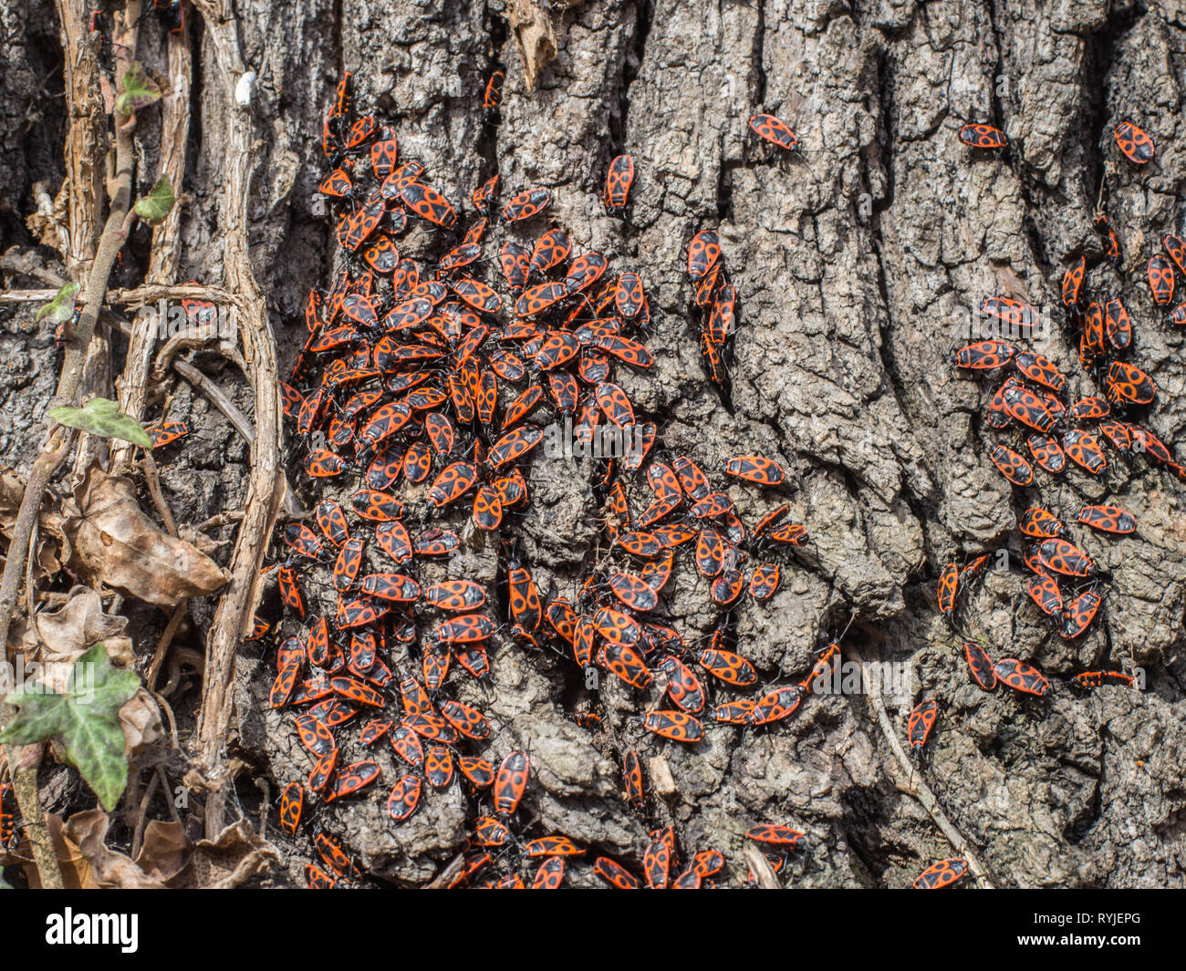 Group of the fire bug / Pyrrhocoris apterus on the bark of the tree ...