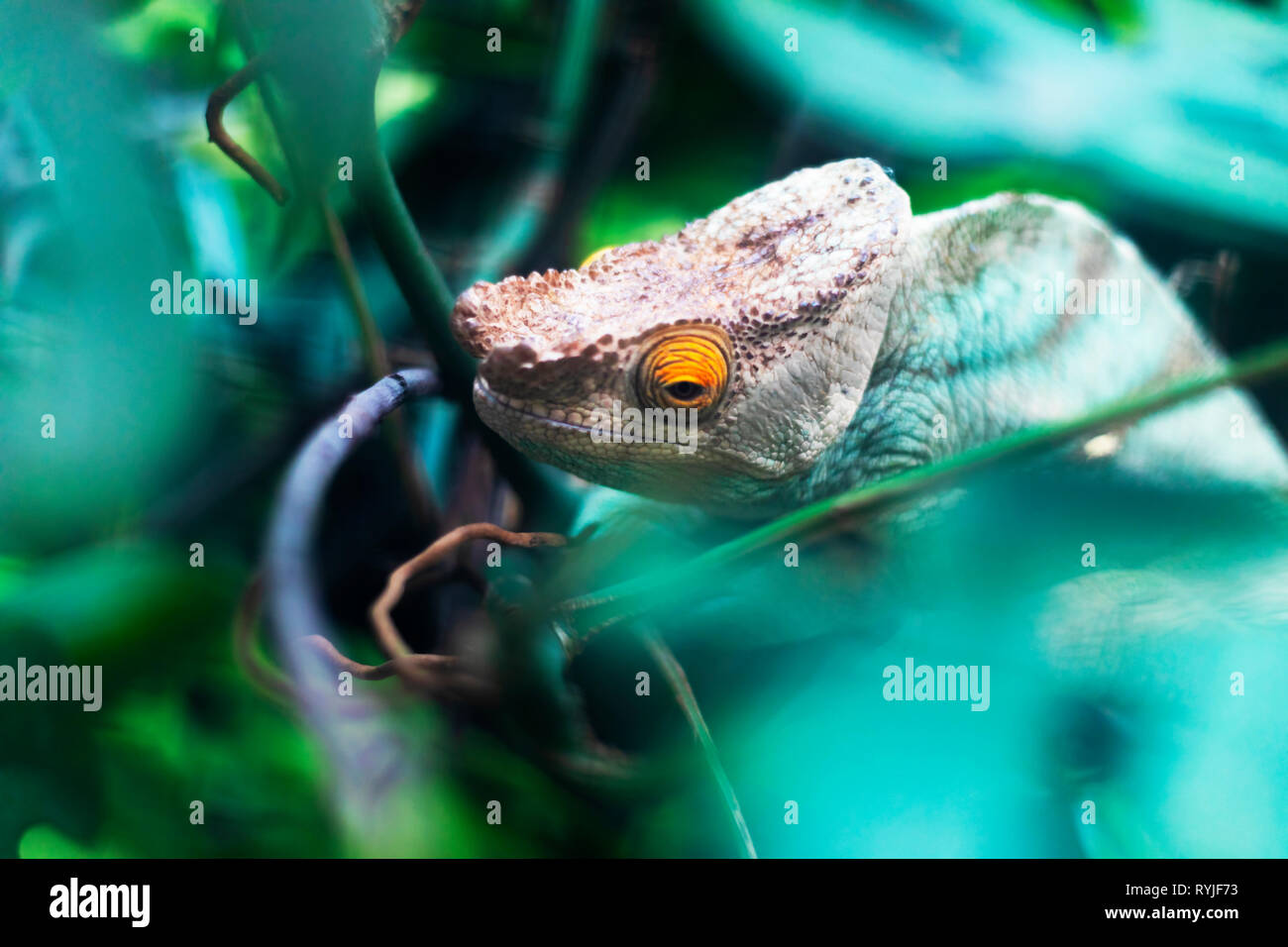 Close up shot of a chameleon reptile head and eye with shallow depth of ...