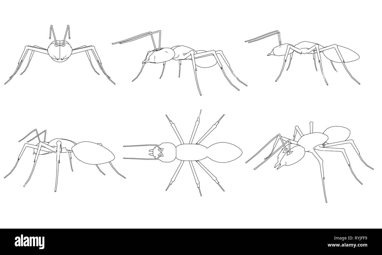 Set with contours of ants in different points of view. Vector ...