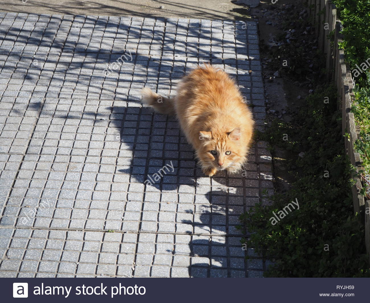 Cat Looking Scared Stock Photos & Cat Looking Scared Stock Images - Alamy
