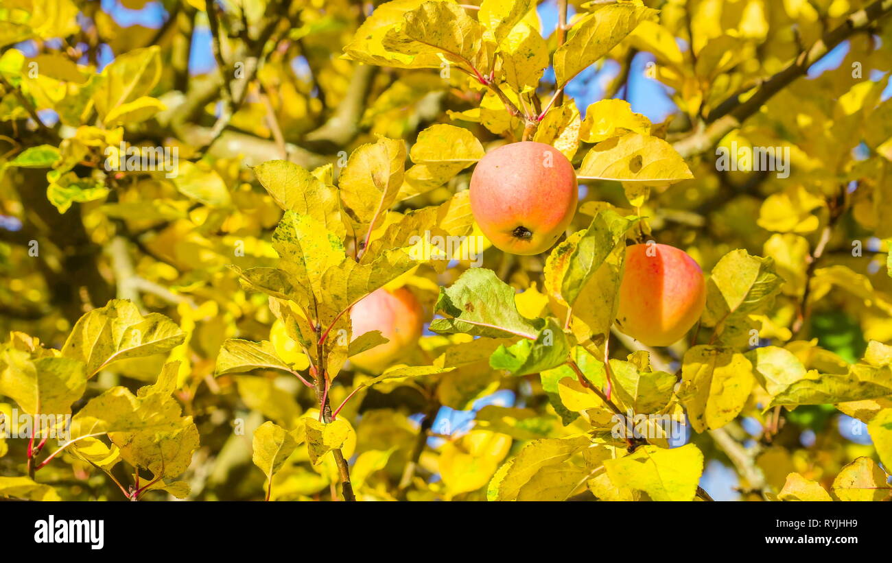 The fruits of the tree in the city of Tallinn Estonia with the big ...