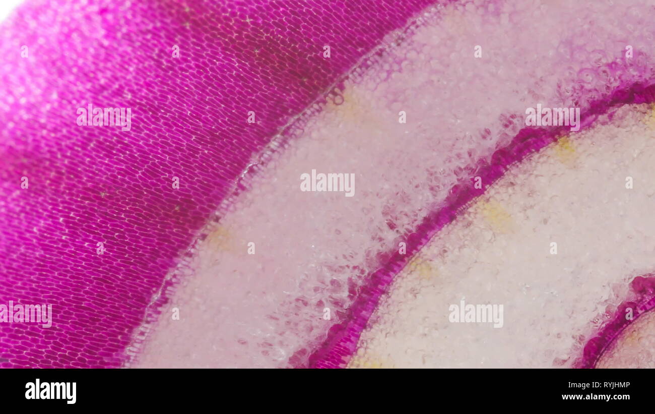 The macro shot of the receptacle of the raspberry fruit being sliced ...