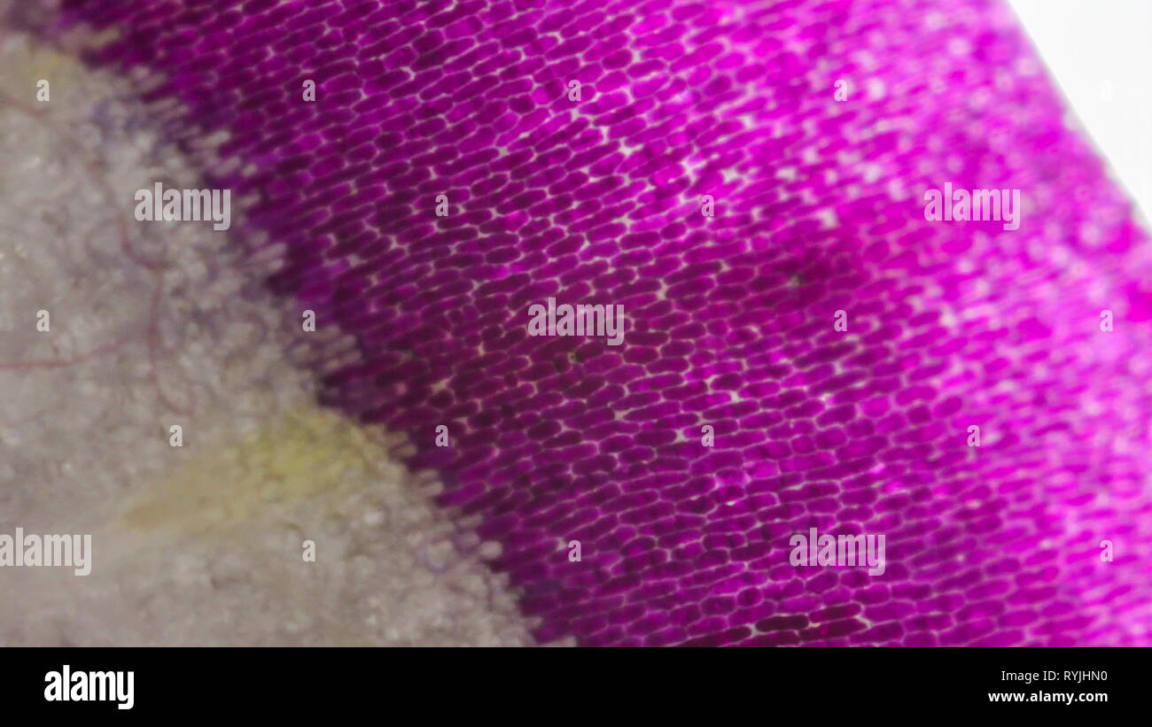 The side walls of the sliced raspberry fruit on a macro shot whith the ...