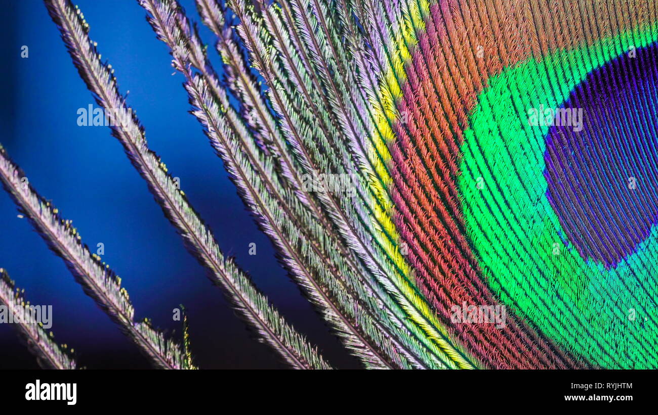 Thin feathers hi-res stock photography and images - Alamy