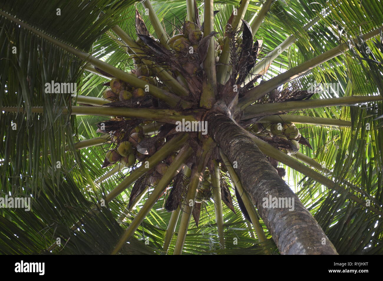 coconuts in coconut tree Stock Photo - Alamy