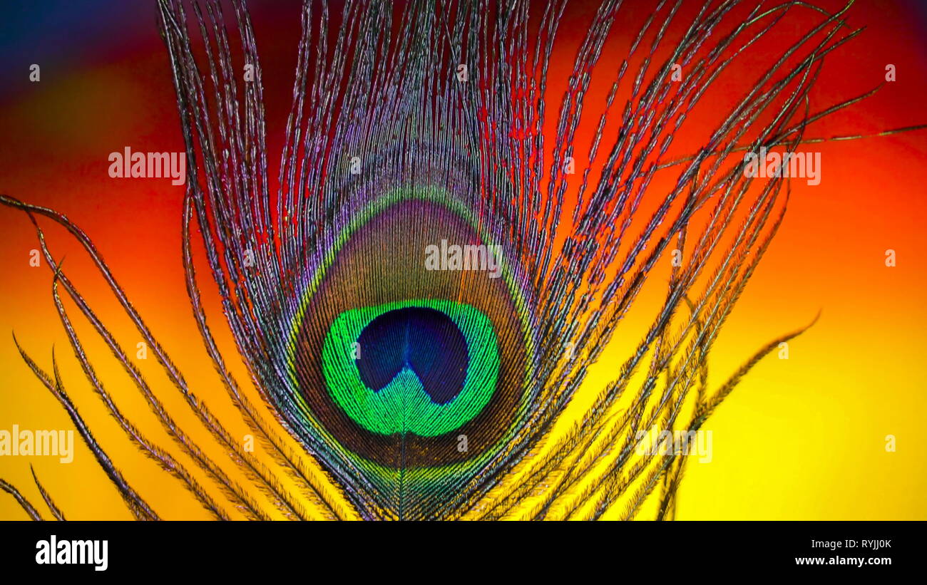 The thin feathers of the peacock inside the room with the golden colors ...