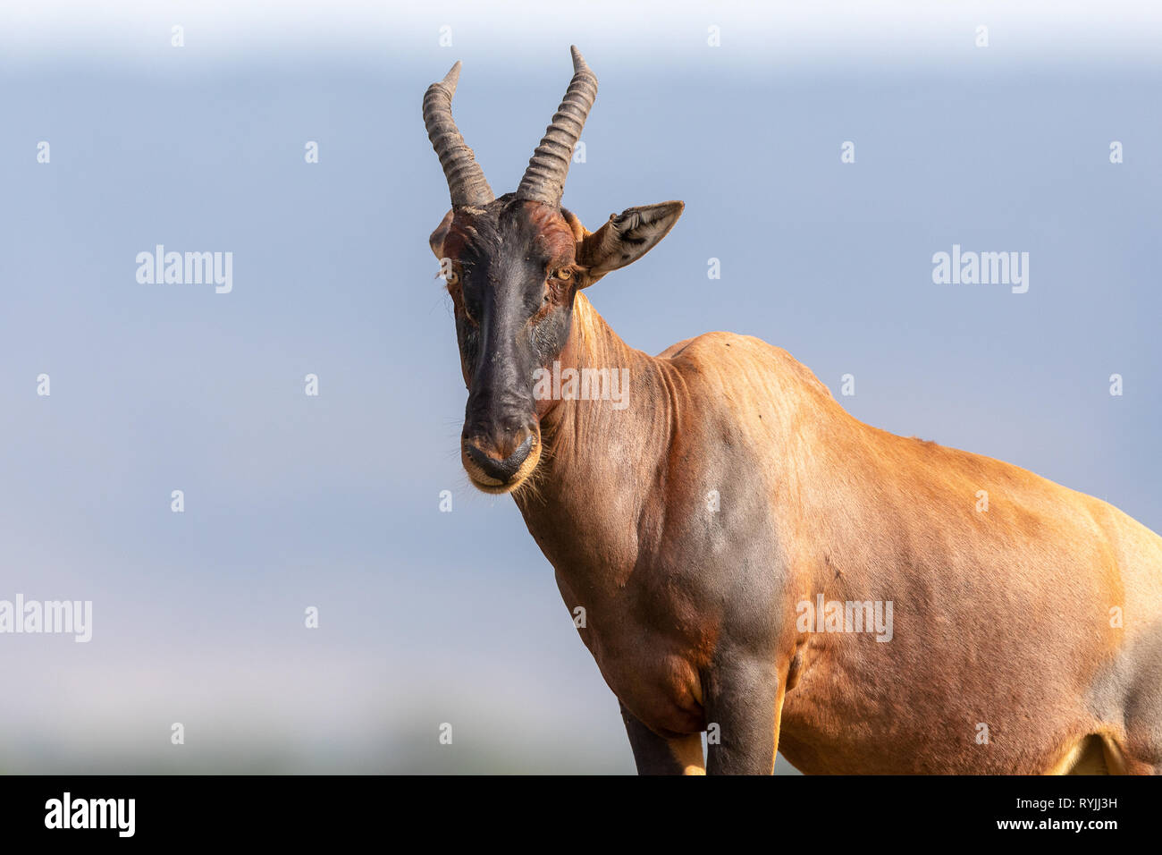Topi, Kenya Africa Stock Photo - Alamy