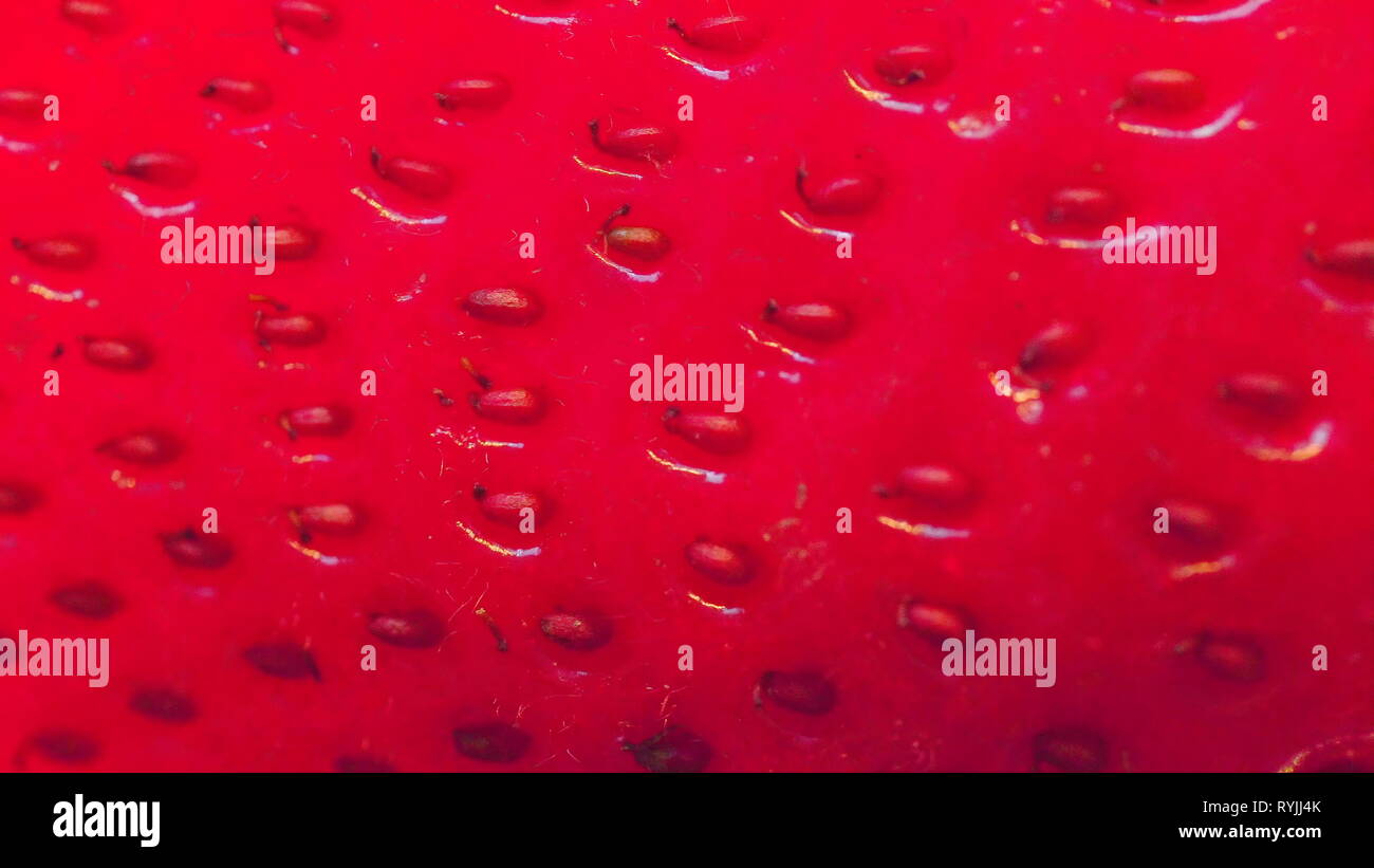 The tiny bumps on the red strawberry on a macro shot from the skin of ...