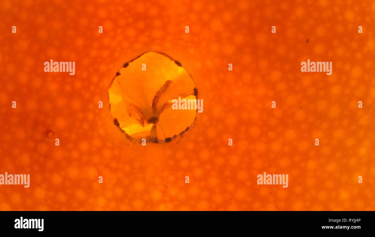 The macro shot of the hole of the orange fruit from the skin with the ...