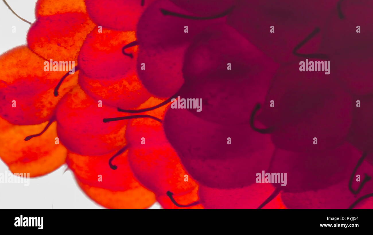The macro shots of the seeds of the raspberry fruit with the tiny stems ...