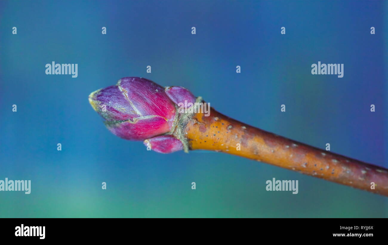 The tip of the flower of the maple tree on a macro shot with the red ...