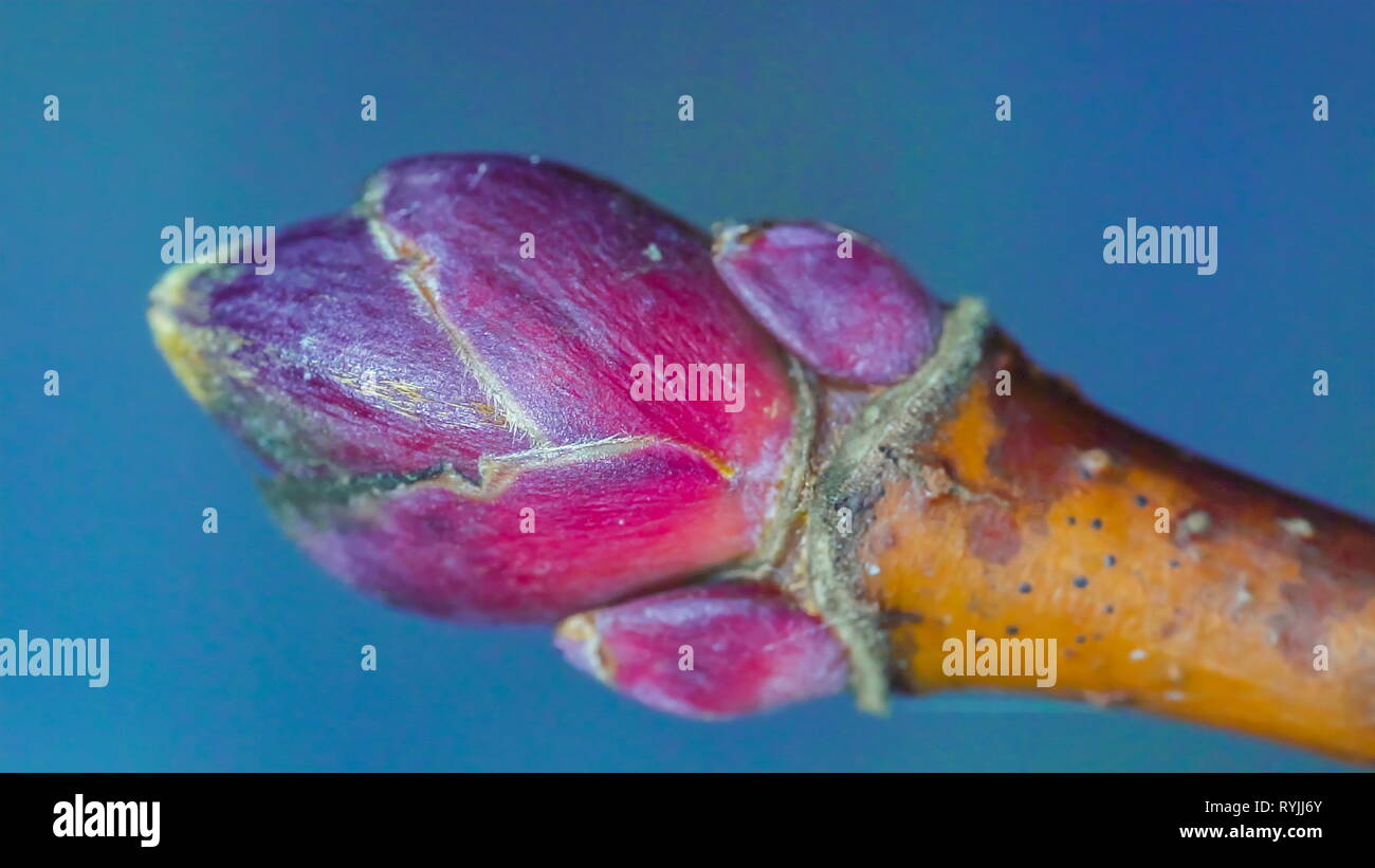 The bud of the flower of the maple tree on a macro shot on a purple and ...