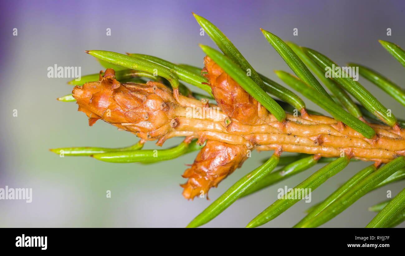Spruce leaf hi-res stock photography and images - Alamy