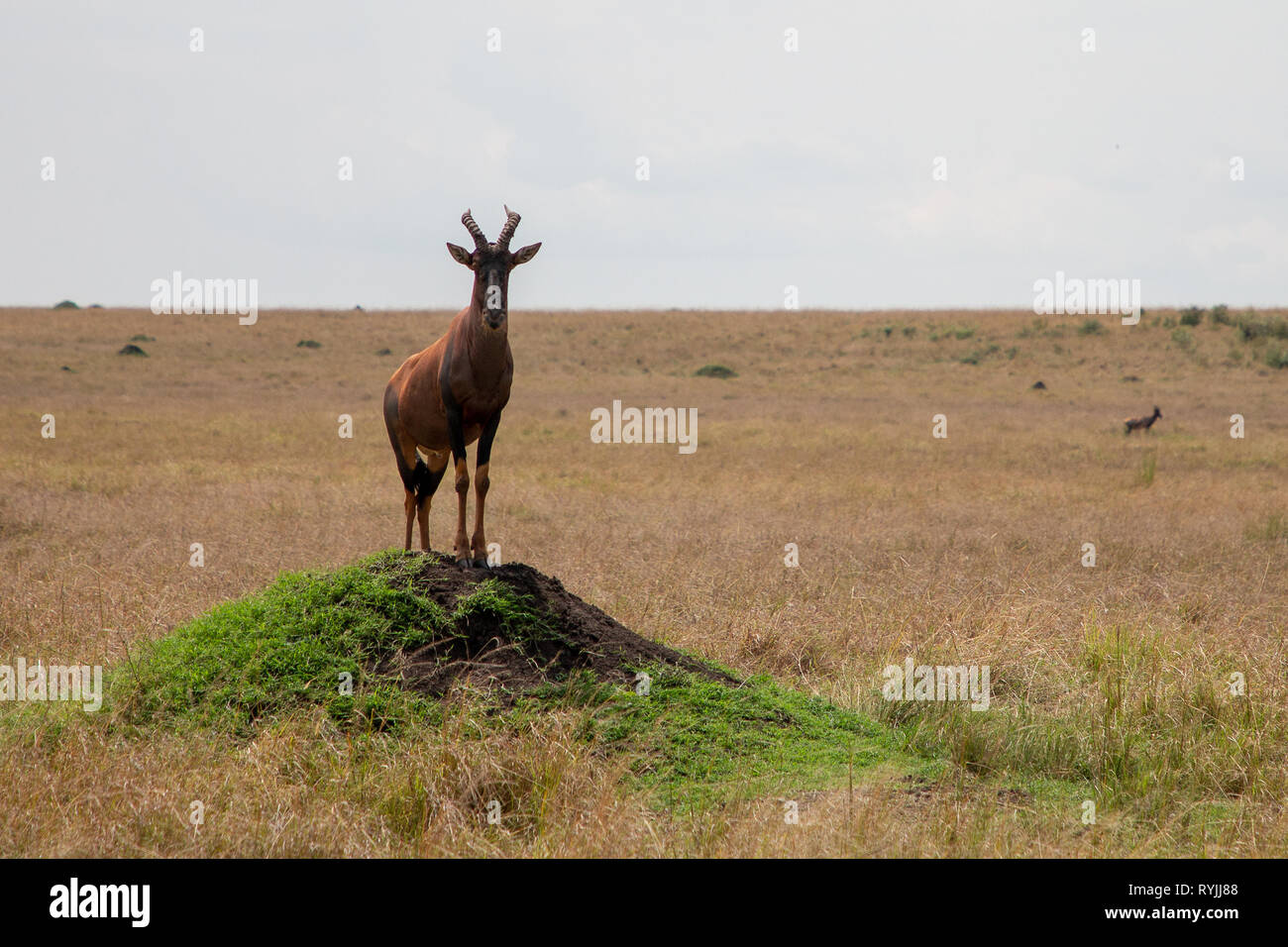 Topi kenya hi-res stock photography and images - Alamy