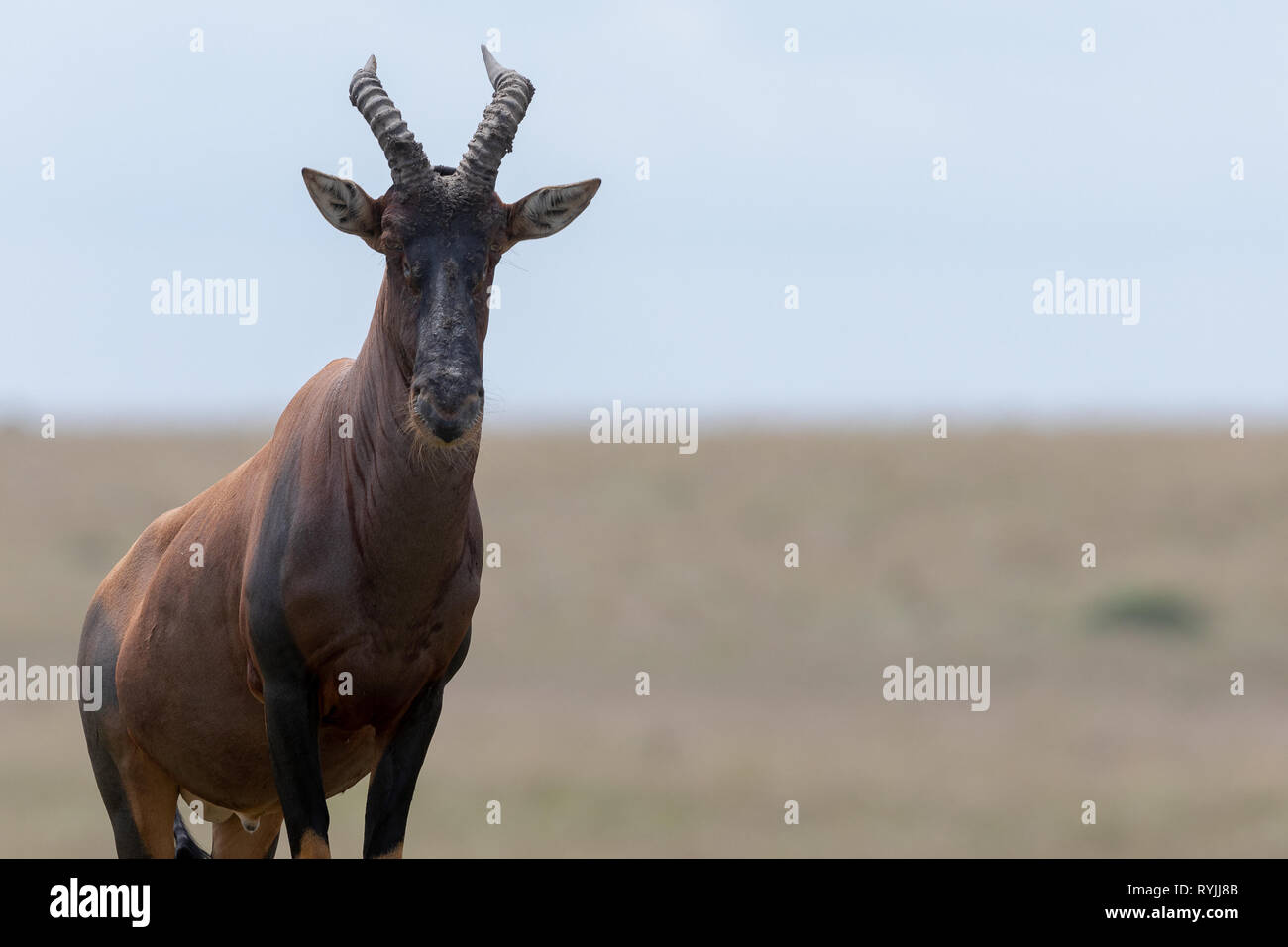 Topi, Kenya Africa Stock Photo - Alamy