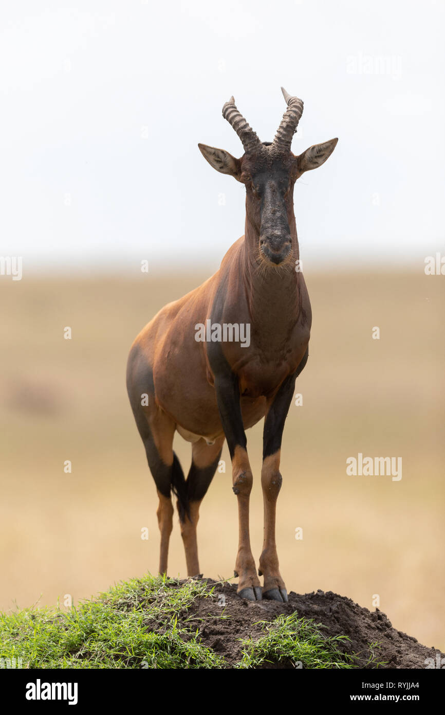 Topi, Kenya Africa Stock Photo - Alamy