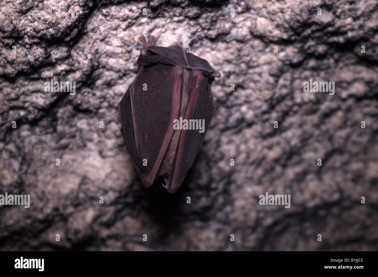 Vampire bat sleeping duck hi-res stock photography and images - Alamy