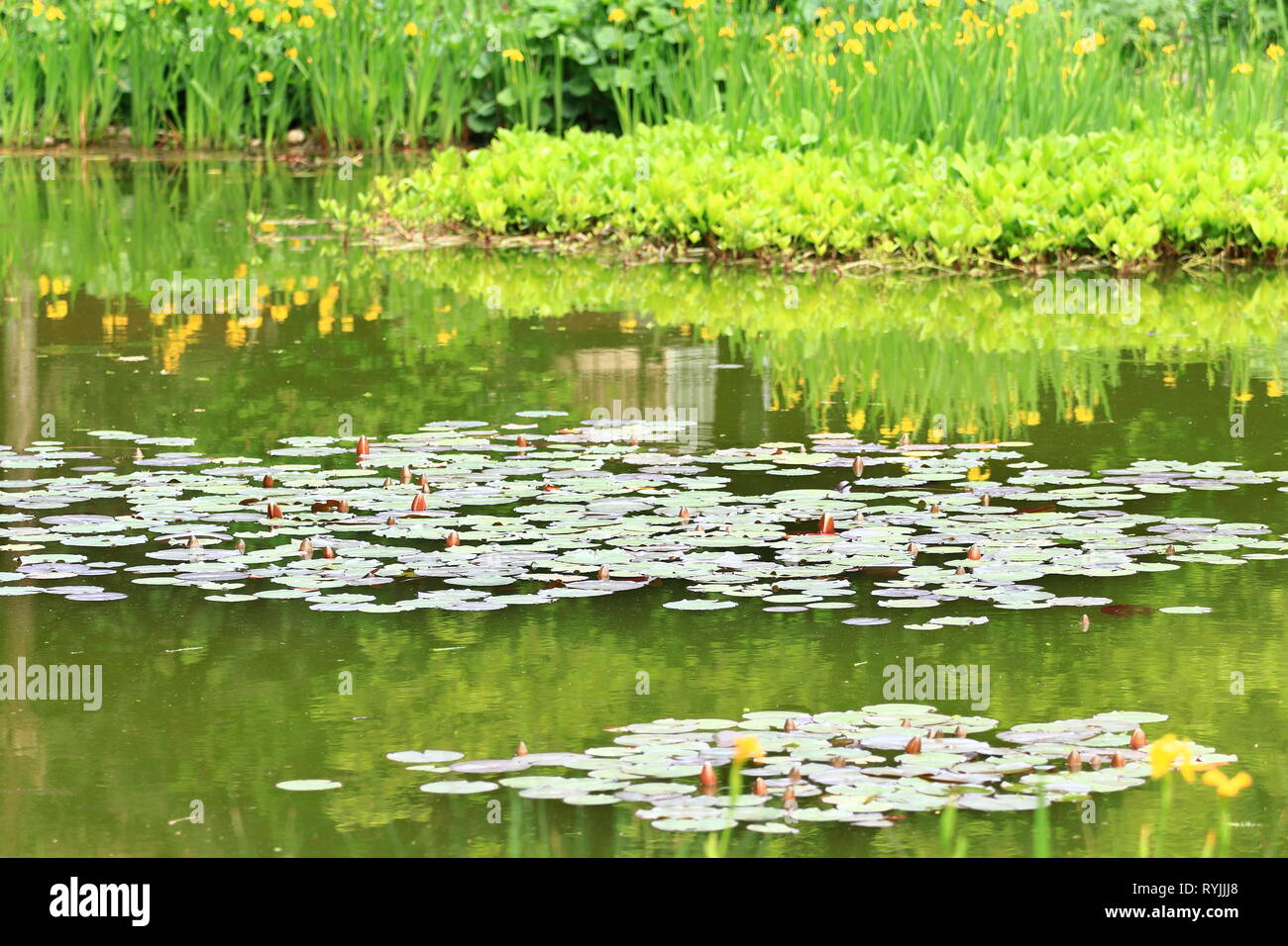 Beautiful lotus flowers in garden hi-res stock photography and images ...